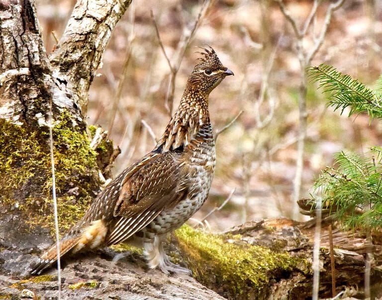 ruffed grouse - Phelps Chamber of Commerce
